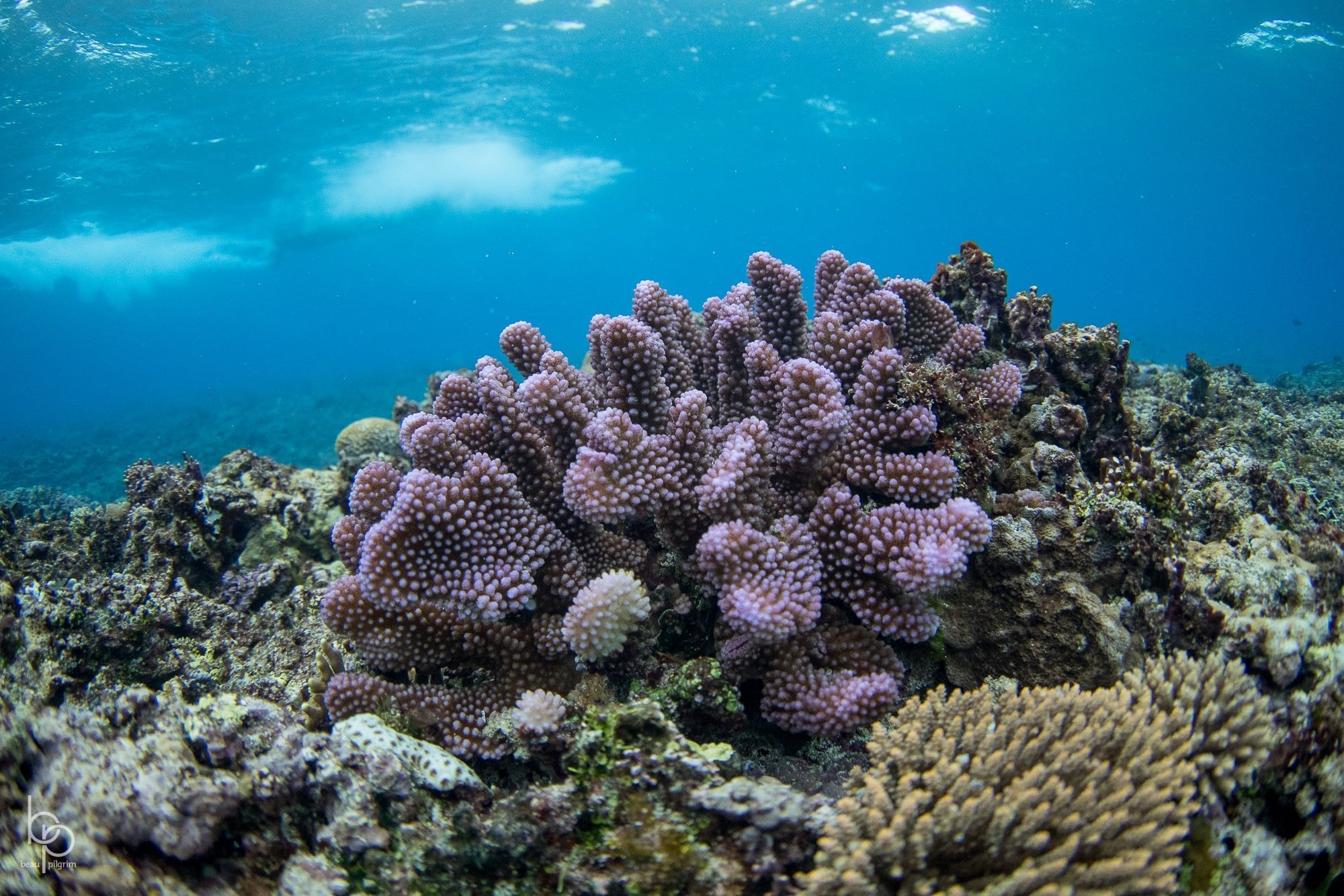 Sunscreen’s Impact on Ocean Reefs and Marine Life: What You Need to Kn ...